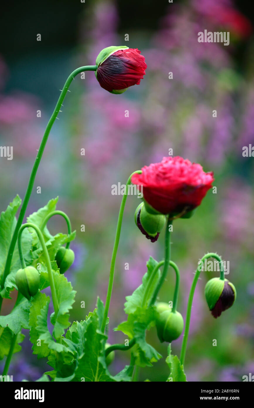 Papaver somniferum Double Red,opium poppy,flower,flowers,flowering,mix ...