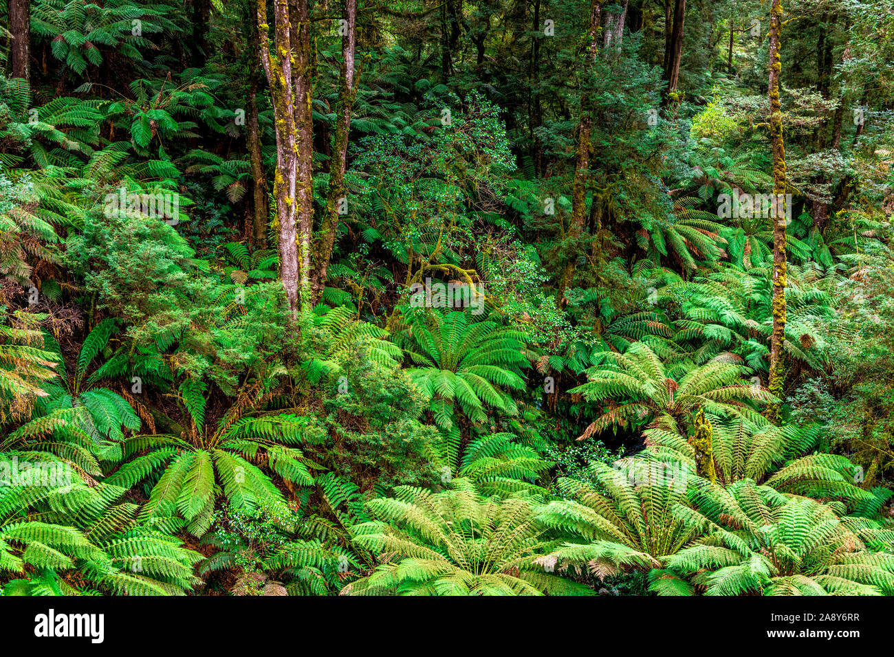 A valley of giant tree ferns and temperate rainforest within the Great ...
