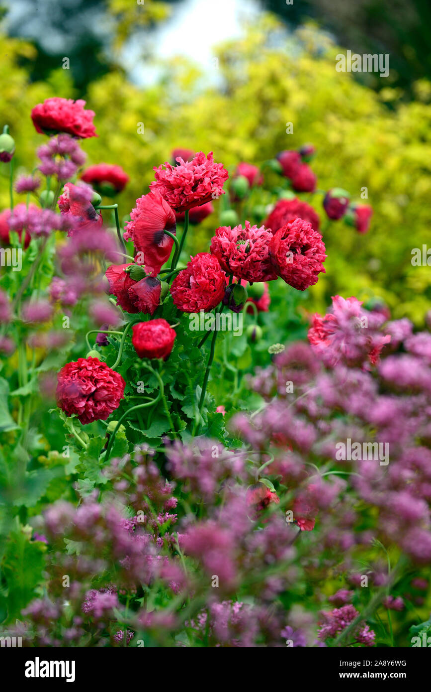 Floral border flowering borders hi-res stock photography and images - Alamy