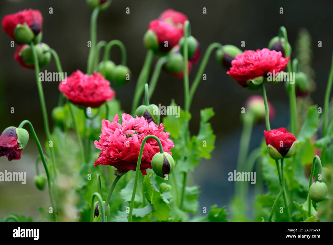 Papaver somniferum Double Red,opium poppy,flower,flowers,flowering,mix ...
