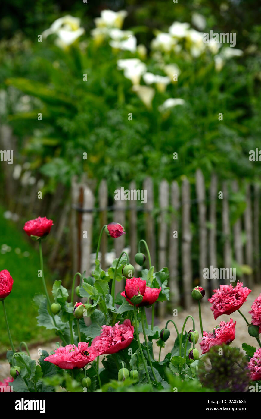 Papaver somniferum Double Red,opium poppy,flower,flowers,flowering,mix ...