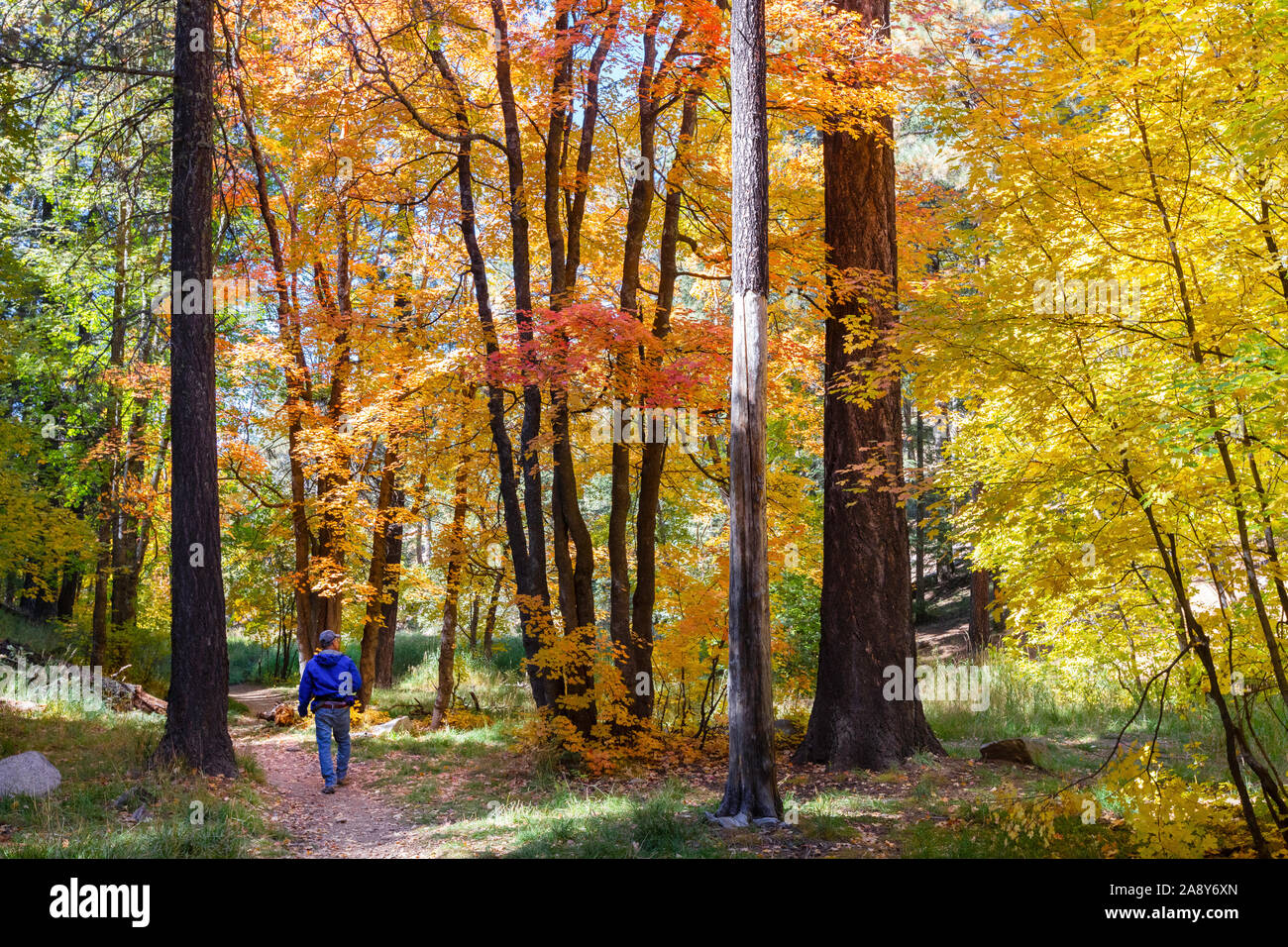 Colorful autumn trees, Mt. Lemmon, Santa Catalina Mountains, Coronado ...
