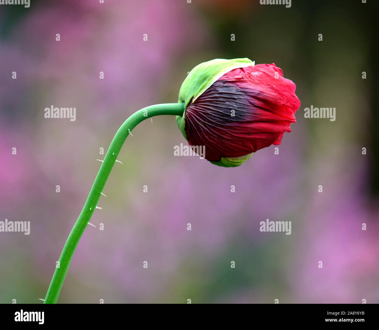 Papaver somniferum Double Red,opium poppy,flower,flowers,flowering,mix ...