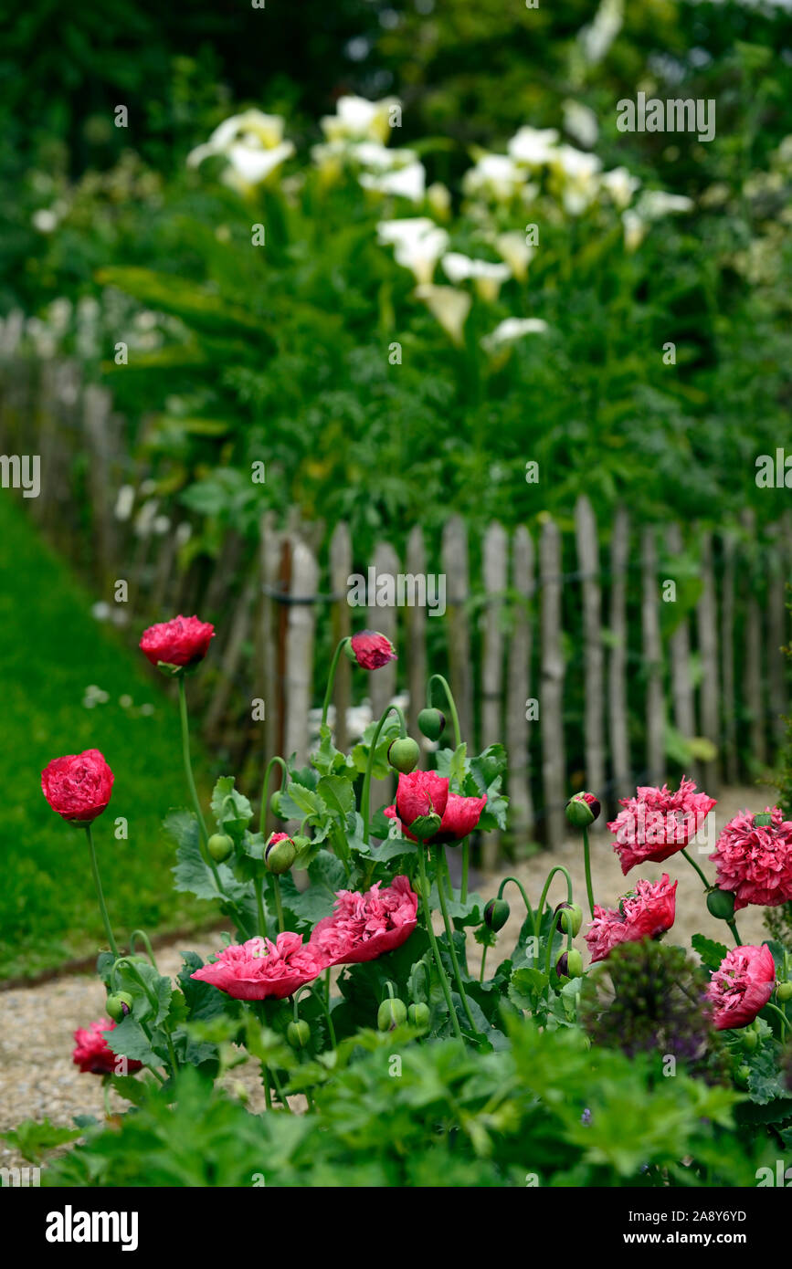 Papaver somniferum Double Red,opium poppy,flower,flowers,flowering,mix ...