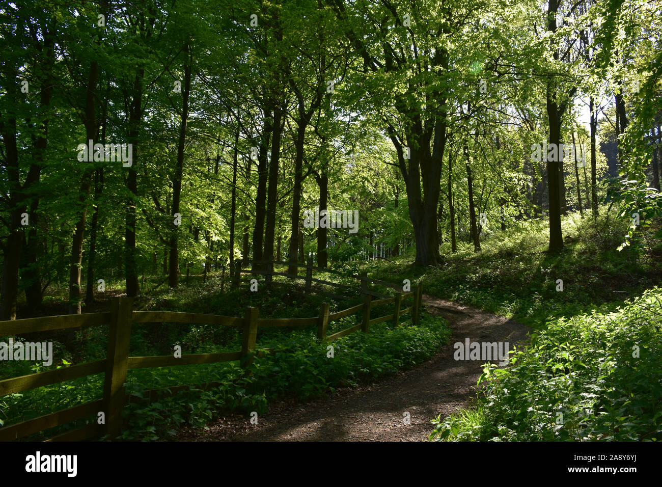 Pretty winding footpath through a forested area in England Stock Photo ...