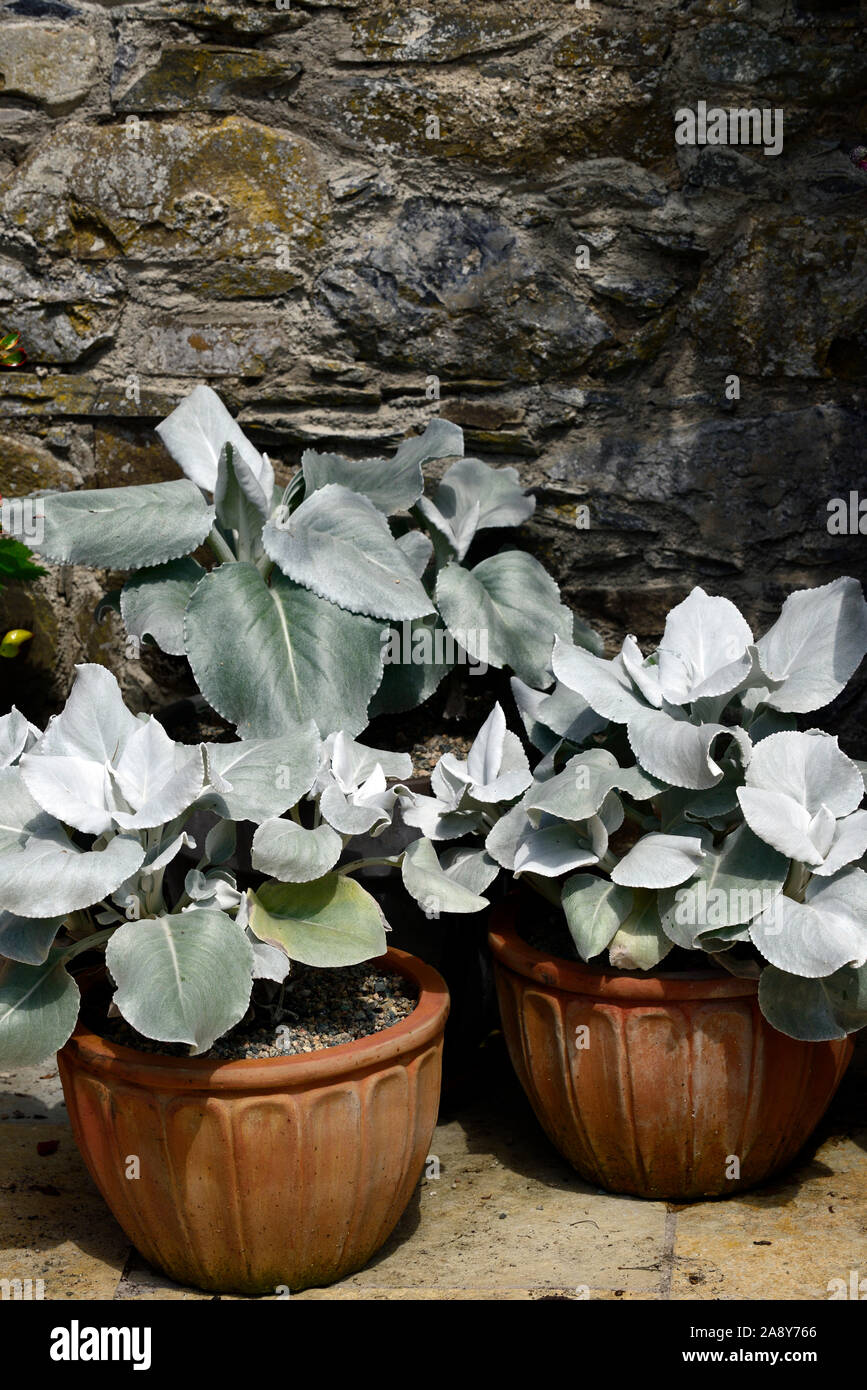 Alpine plant pot hi-res stock photography and images - Alamy