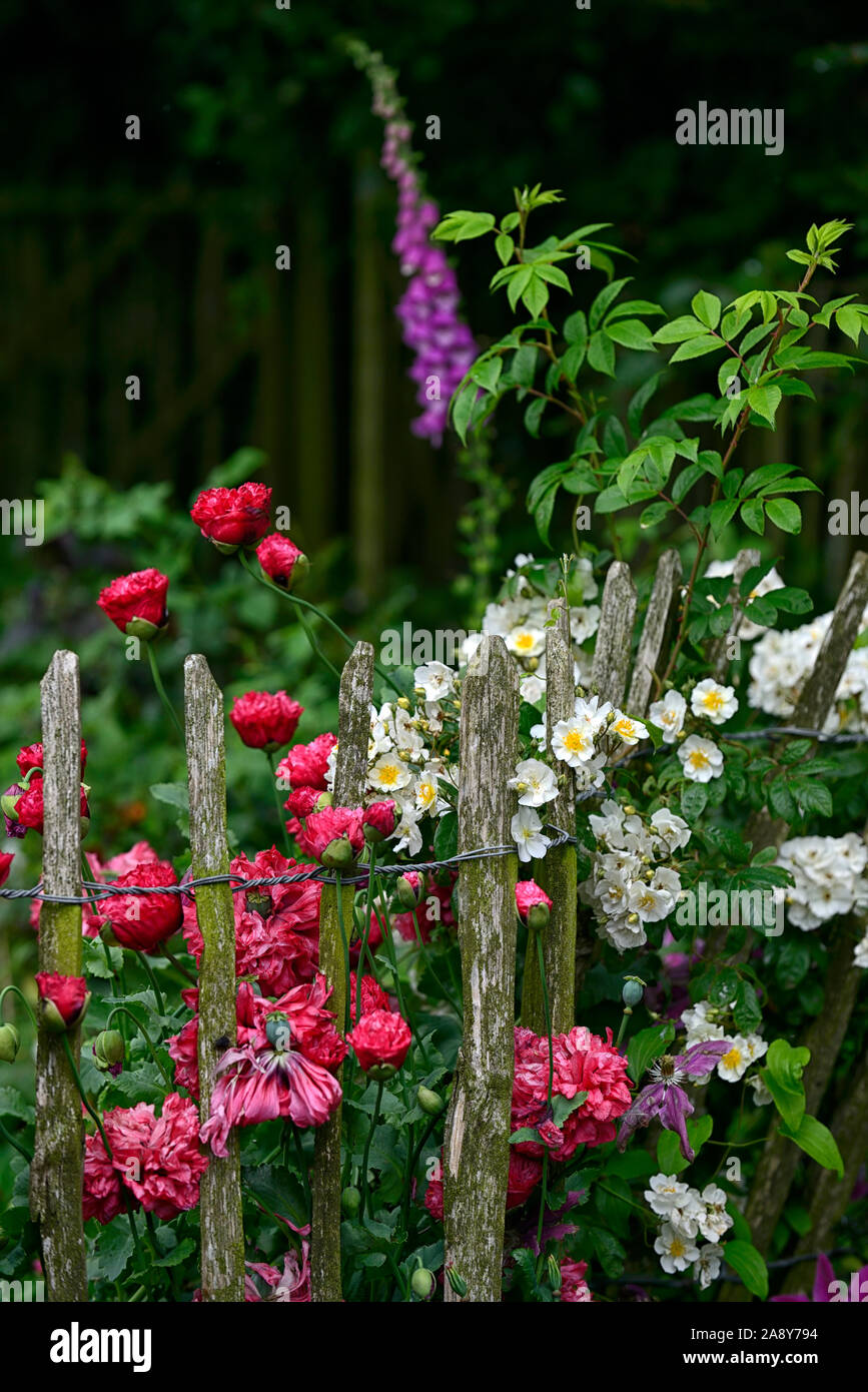 rosa rambling rector rose,flower,white,rambler,climber,rambling ...