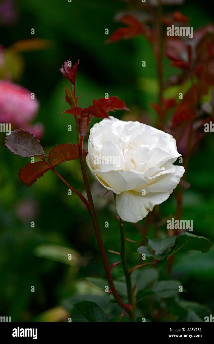Rose margaret merril hi-res stock photography and images - Alamy