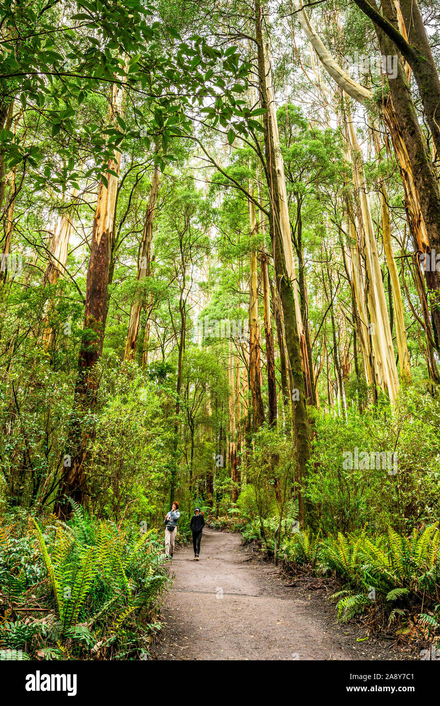 Two tourists walk in between the huge trees along a path at Otway Fly ...