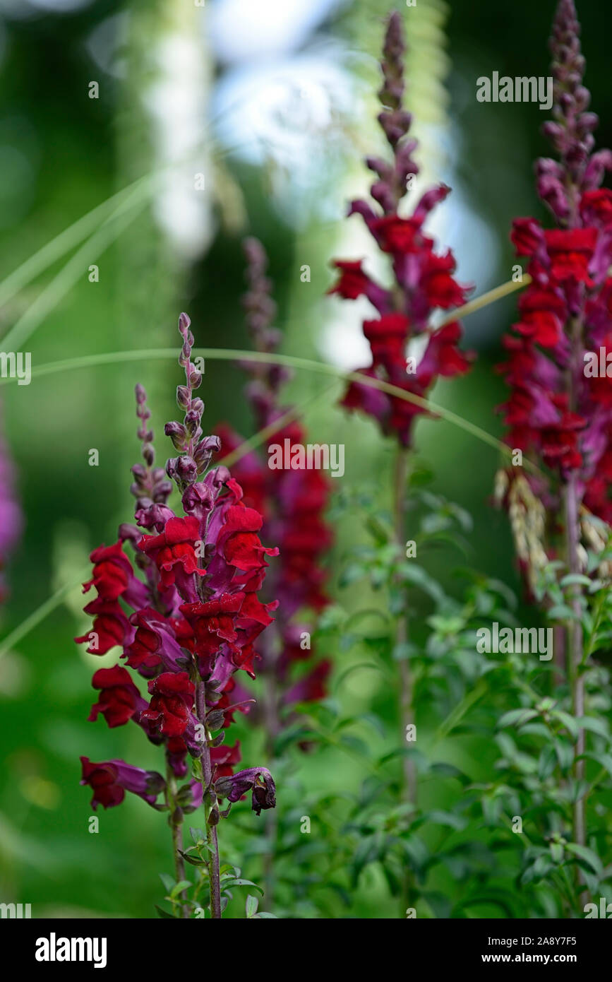 Red snapdragon flowers antirrhinum hi-res stock photography and images ...