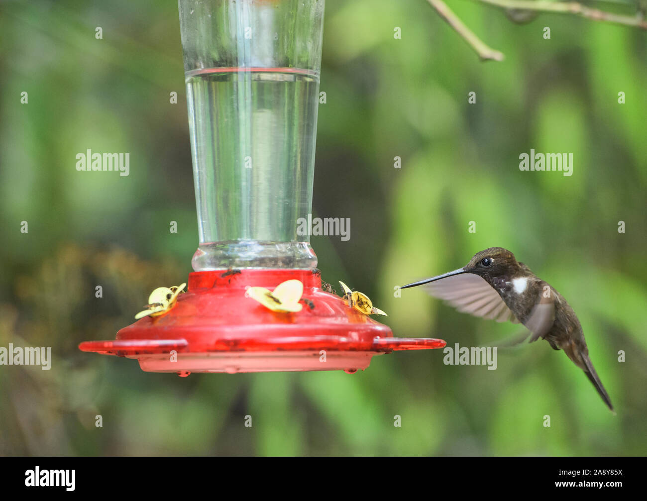 Collared inca hummingbird (Coeligena torquata), San Tadeo, Mindo ...