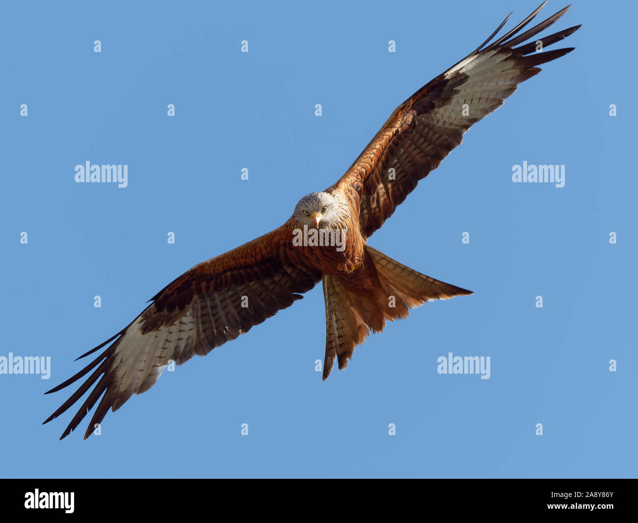 Red kite in flight in June, Cliveden House in Berkshire, England. In ...