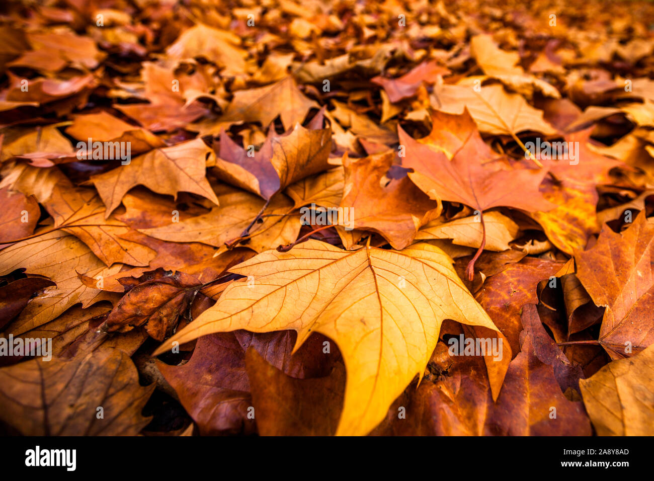 Field maple leaves in autumn hi-res stock photography and images - Alamy