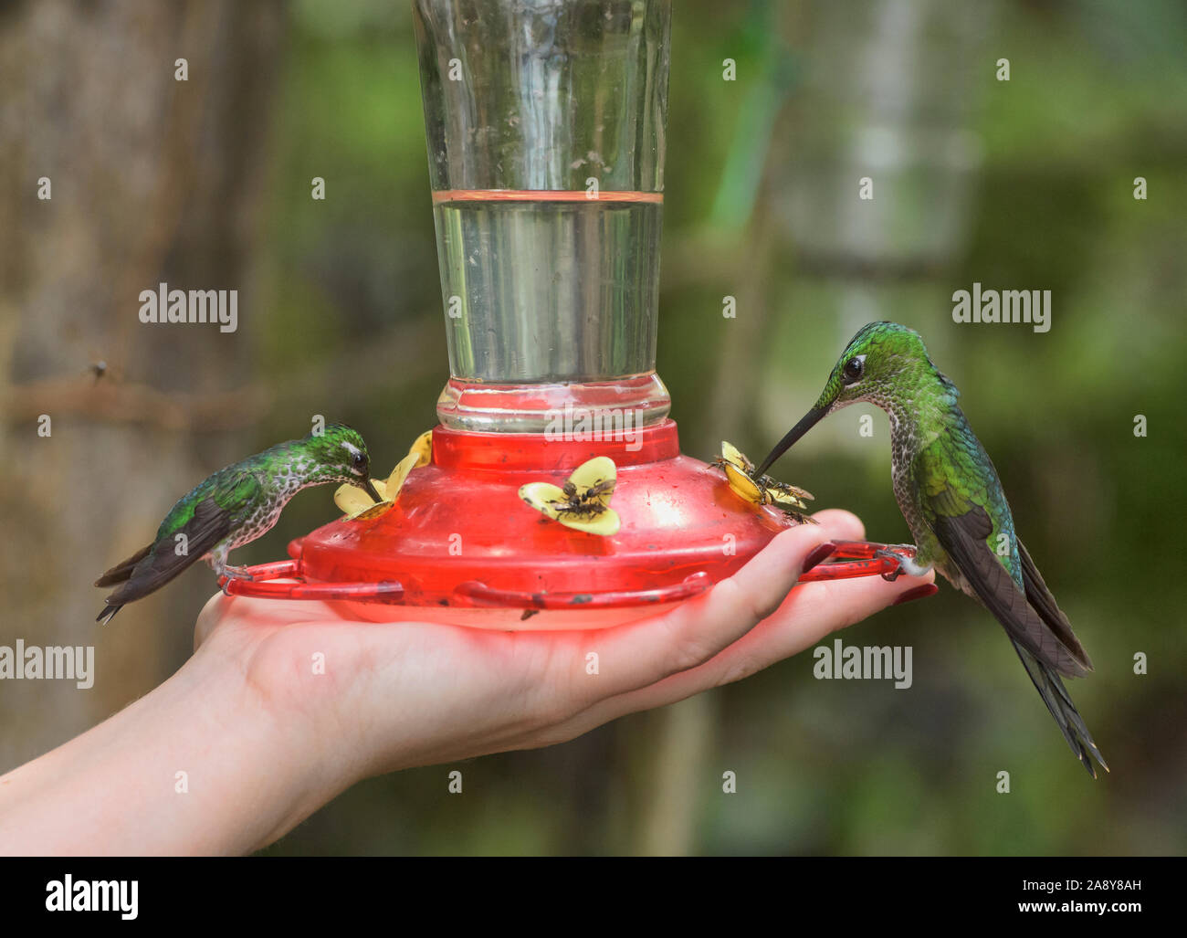 Fawn-breasted brilliant hummingbirds at a feeder, San Tadeo, Mindo ...