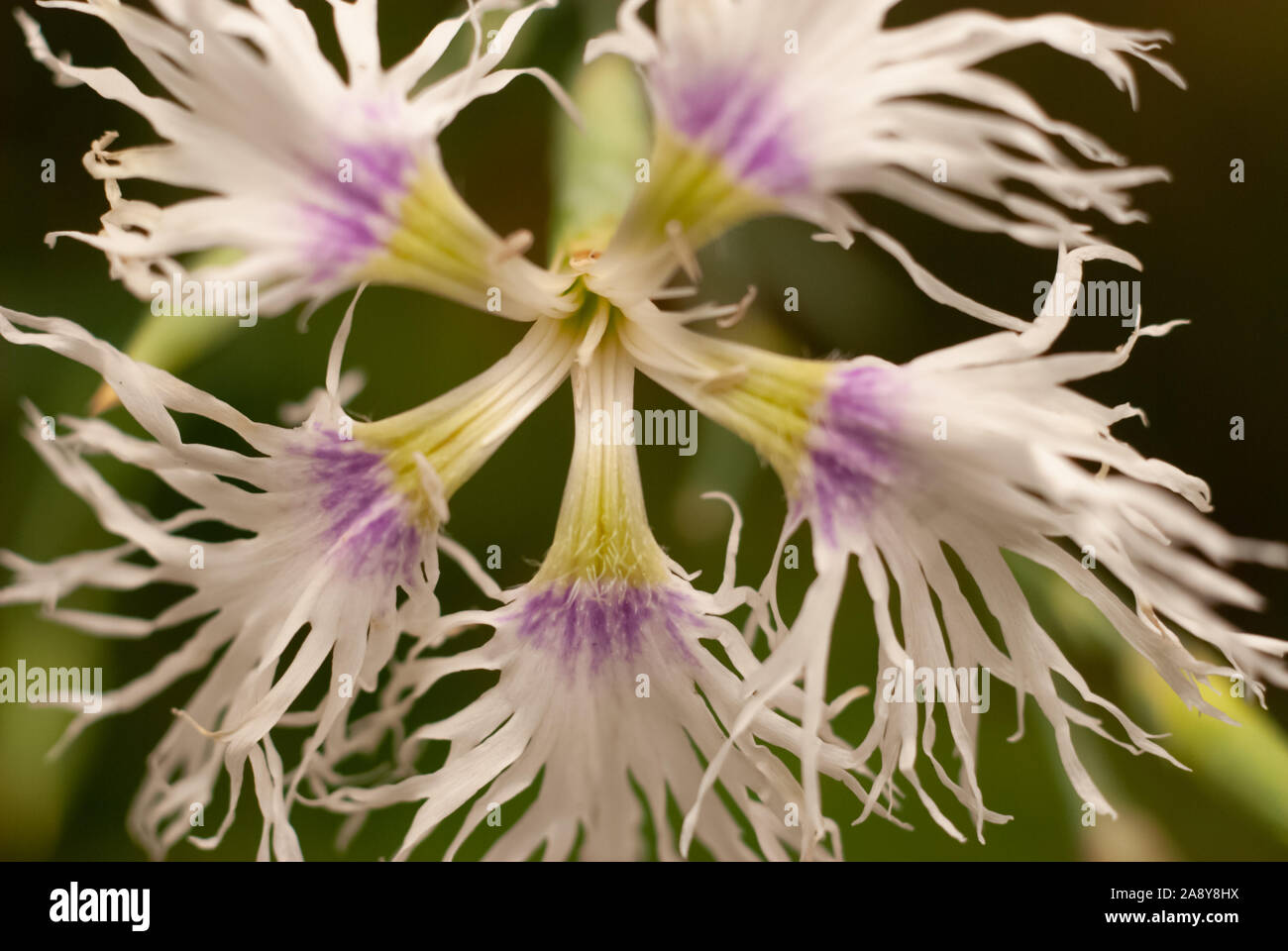A Five stalk Petal White and Purple Flower Stock Photo - Alamy