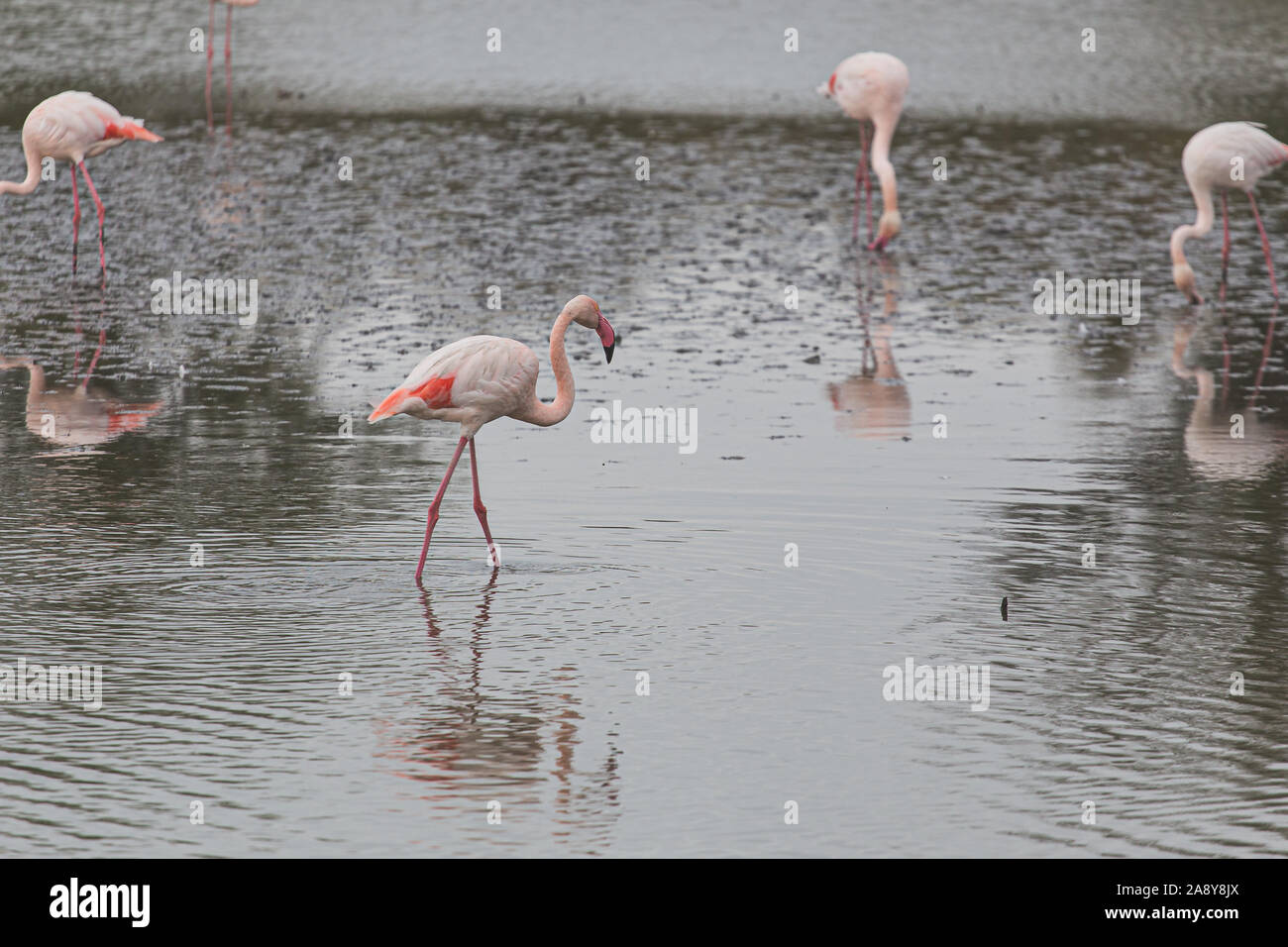 Flamingos walking on water hi-res stock photography and images - Alamy
