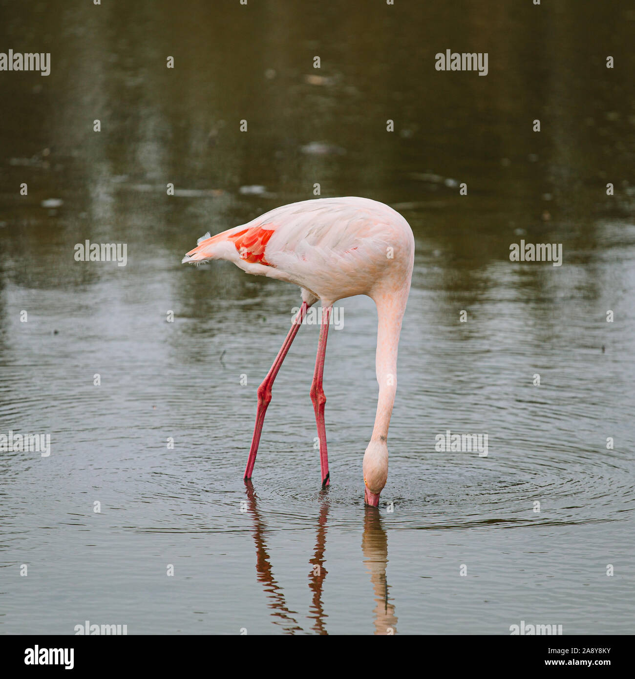 Pink flamingo fishing on a water pond in La Camargue wetlands, France ...