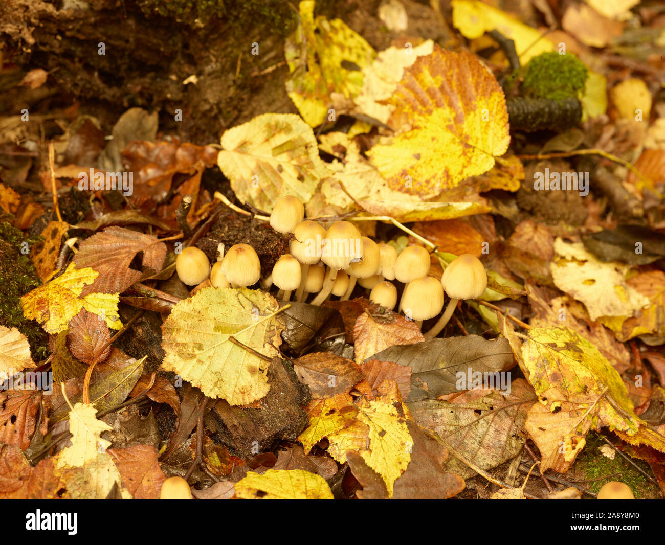 Intimate natural landscape of woodland fungi Stock Photo - Alamy