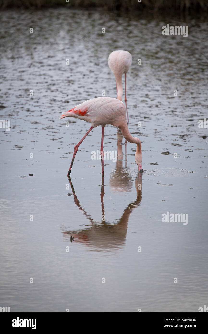 Many pink flamingos fishing on a muddy water pond in La Camargue ...
