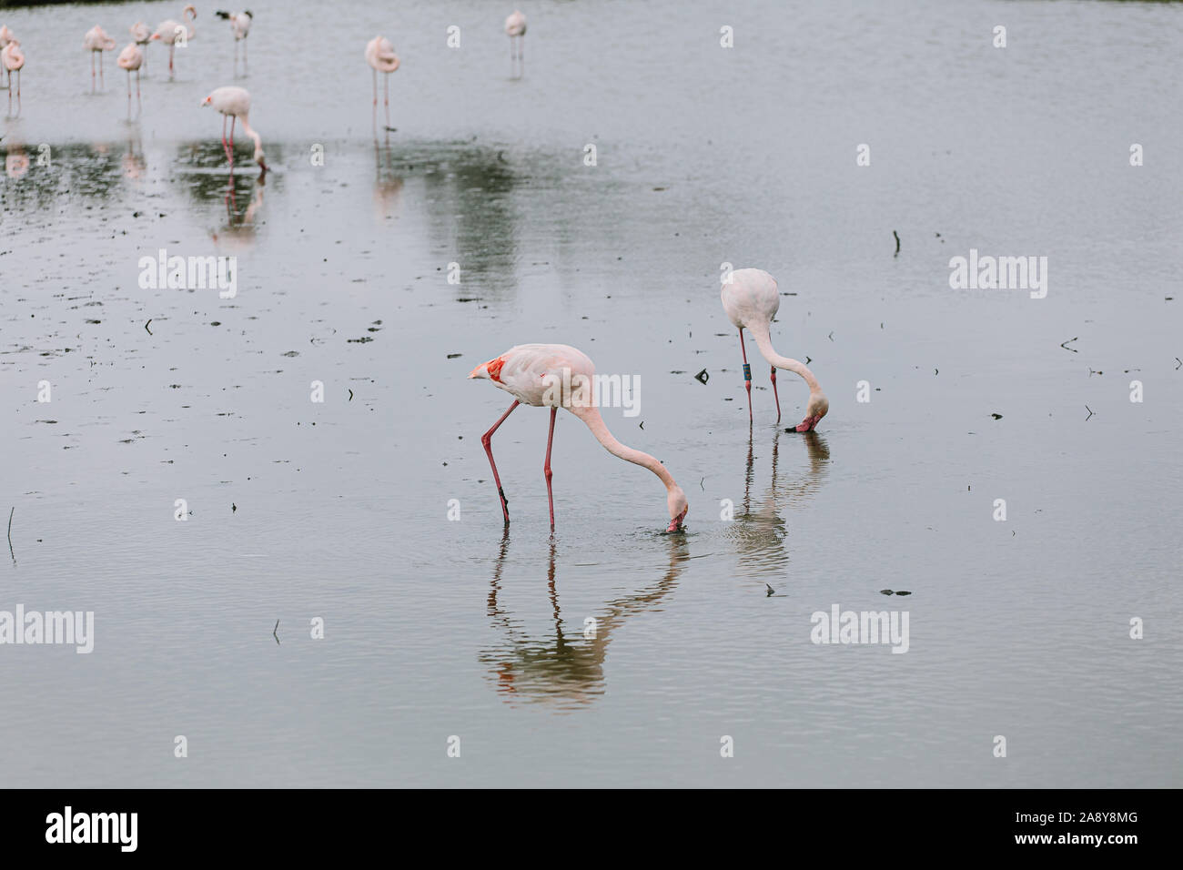 Many pink flamingos fishing on a muddy water pond in La Camargue ...