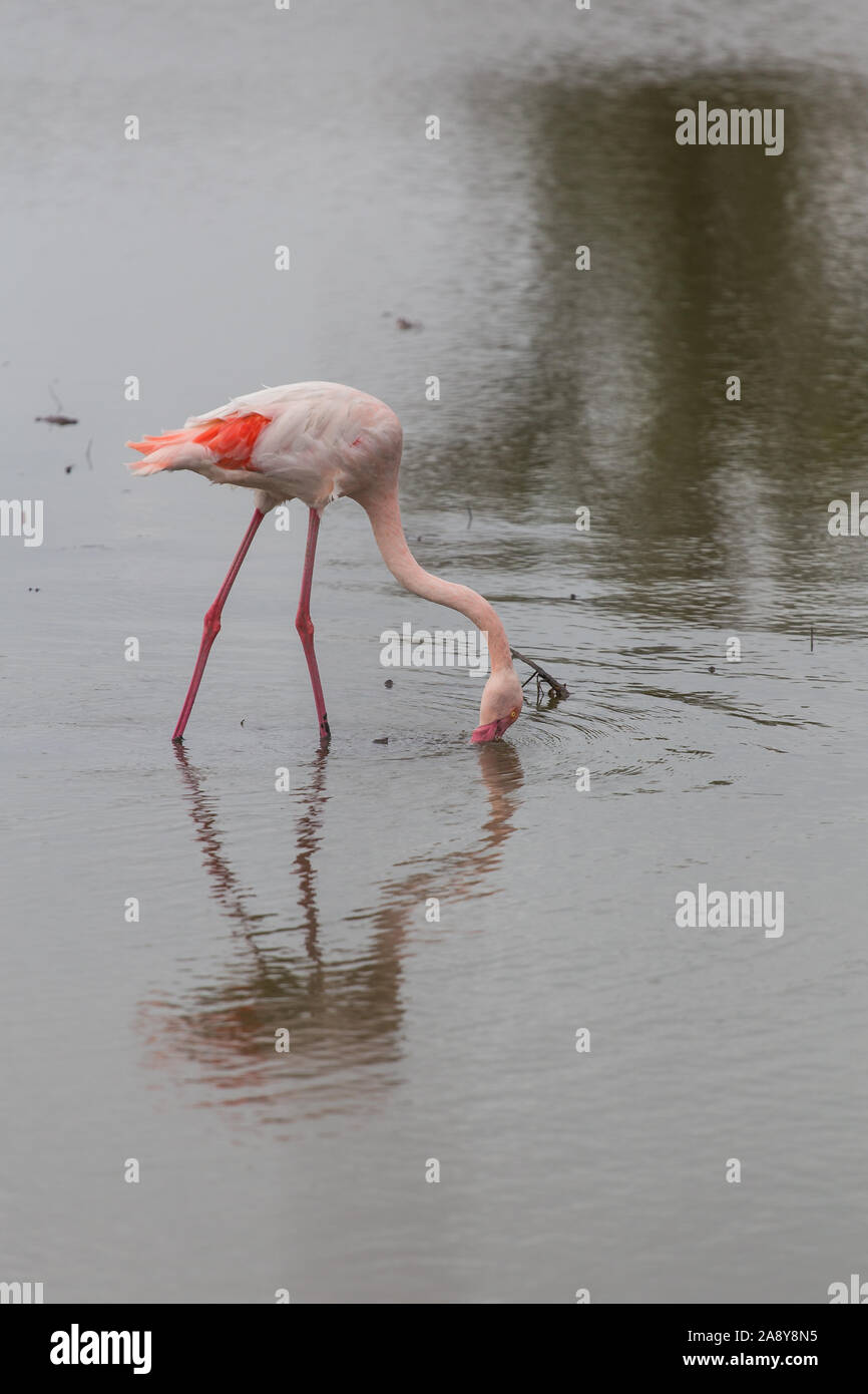 Flamingo fishing hi-res stock photography and images - Alamy