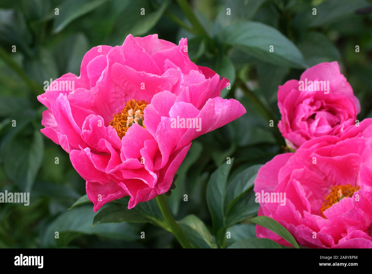 Paeonia Paula Fay. Semi-double pink peony flower. Paeonia lactiflora ...