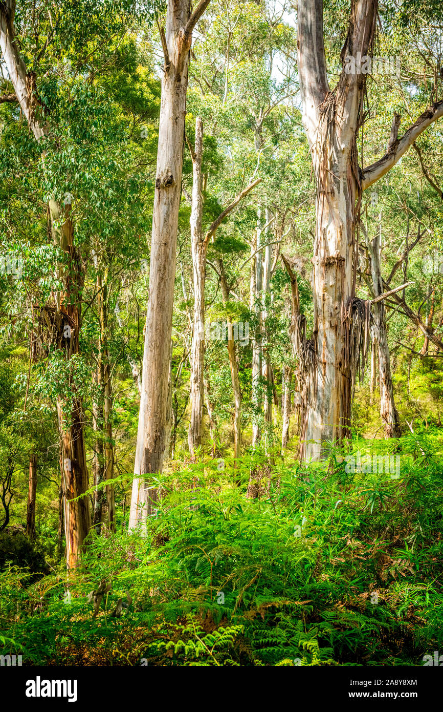 Eucalyptus tree trees hi-res stock photography and images - Alamy