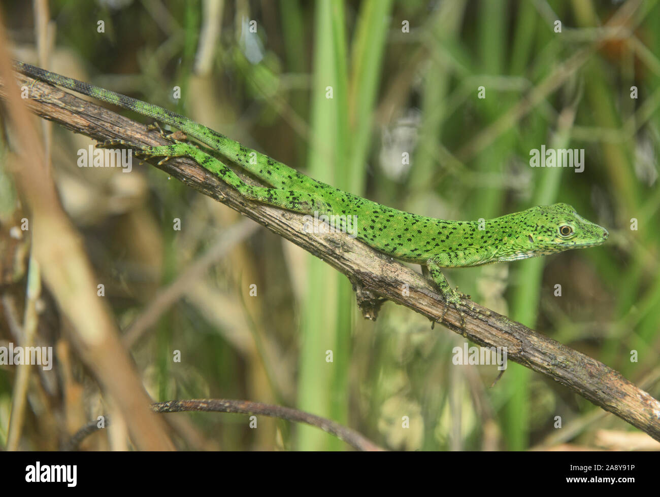 Reptiles of ecuador hi-res stock photography and images - Alamy