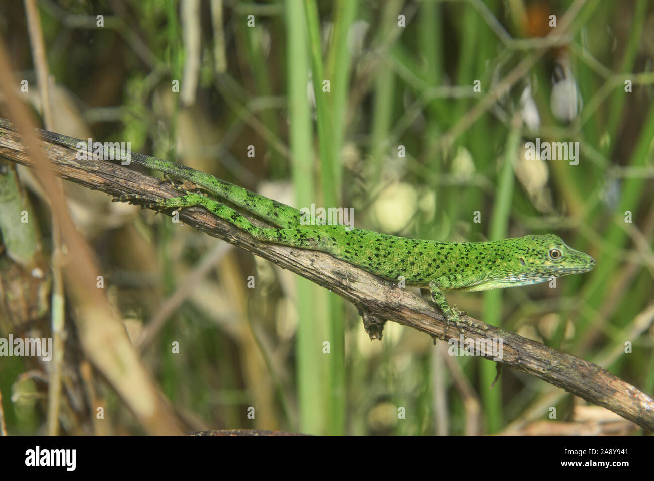 Lizards of ecuador hi-res stock photography and images - Alamy
