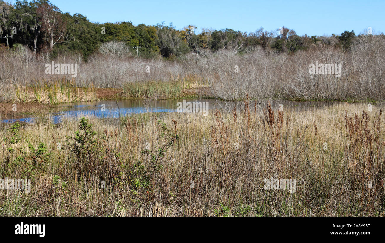 Wetland pond by Spanish Pond Trail Stock Photo - Alamy