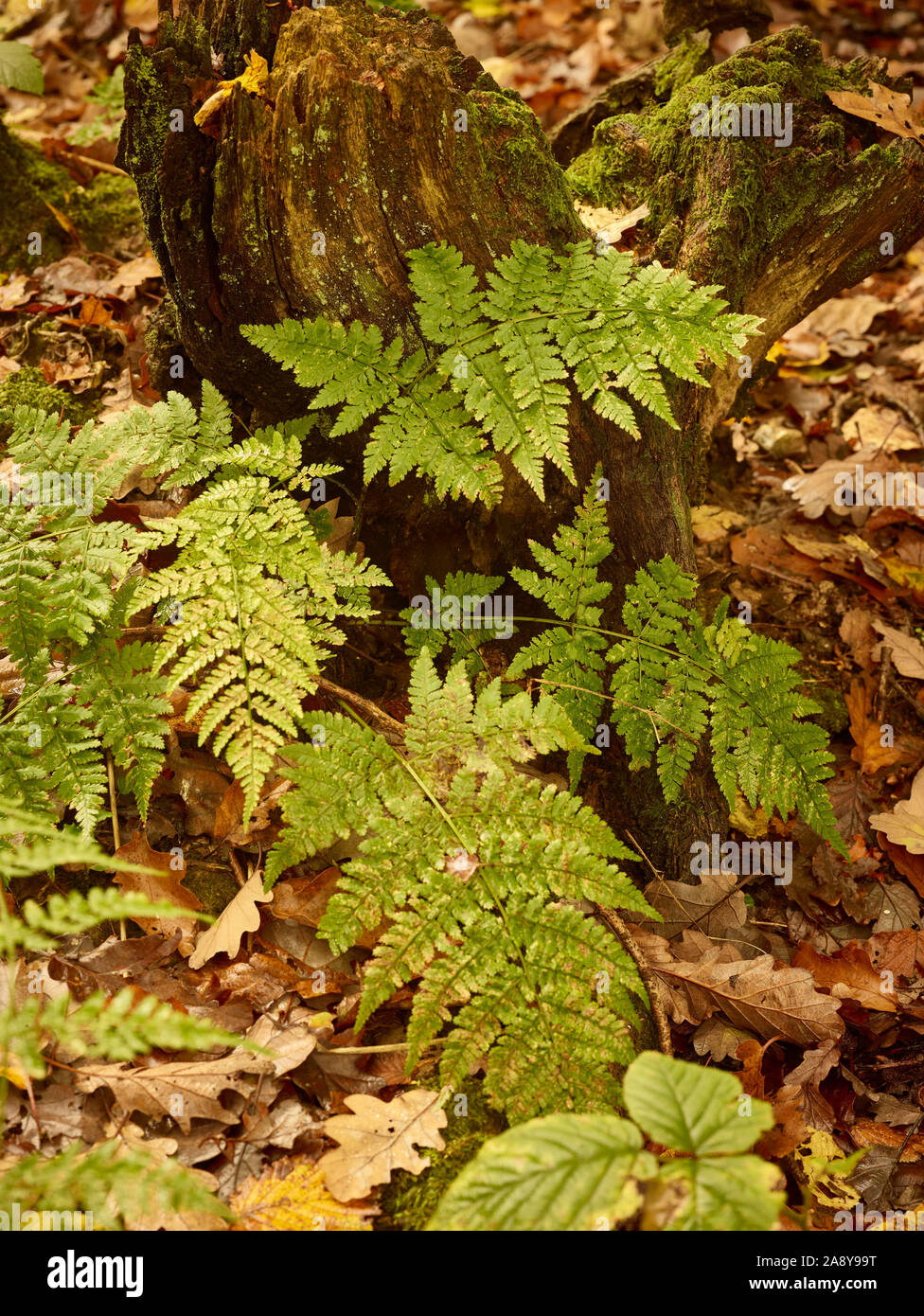 Fern frond and tree stump nature abstract Stock Photo - Alamy