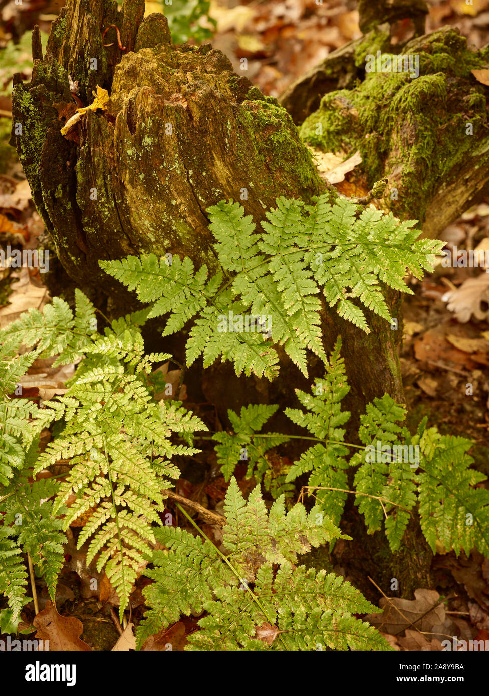 Fern frond and tree stump nature abstract Stock Photo - Alamy