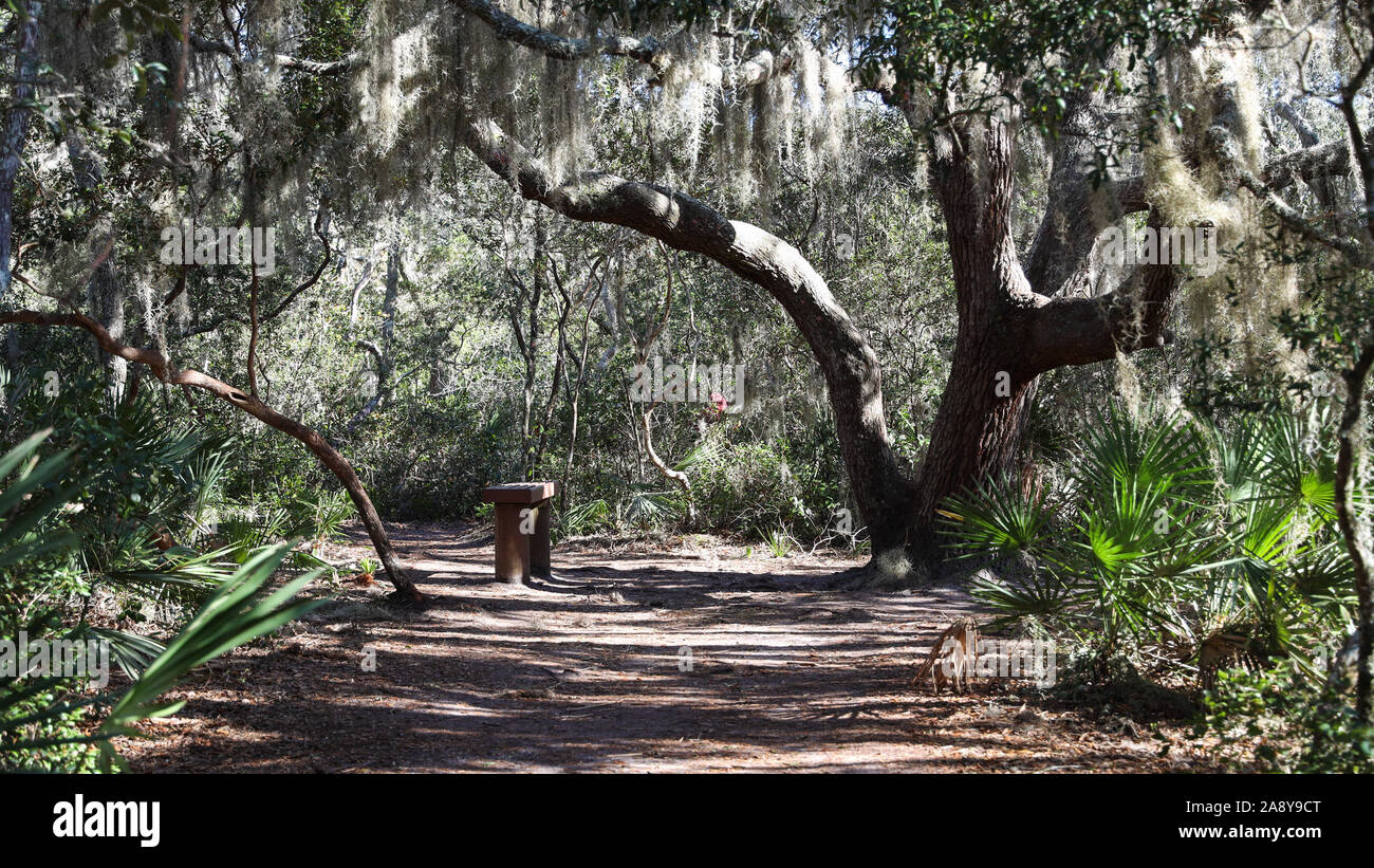 Live Oak Tree on Spanish Pond Trail Stock Photo - Alamy