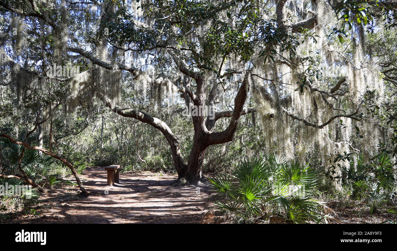 Moss on live oak trees hi-res stock photography and images - Alamy