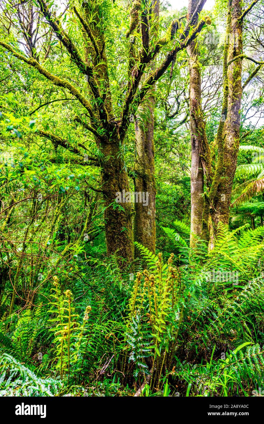 Dense temperate rainforest in Melba Gully along Madsens Track in the ...