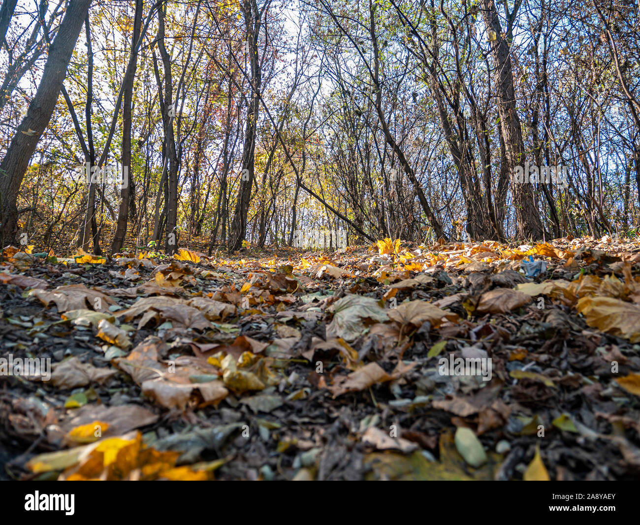 Autumn foliage of maple on the ground in the forest. Natural background ...