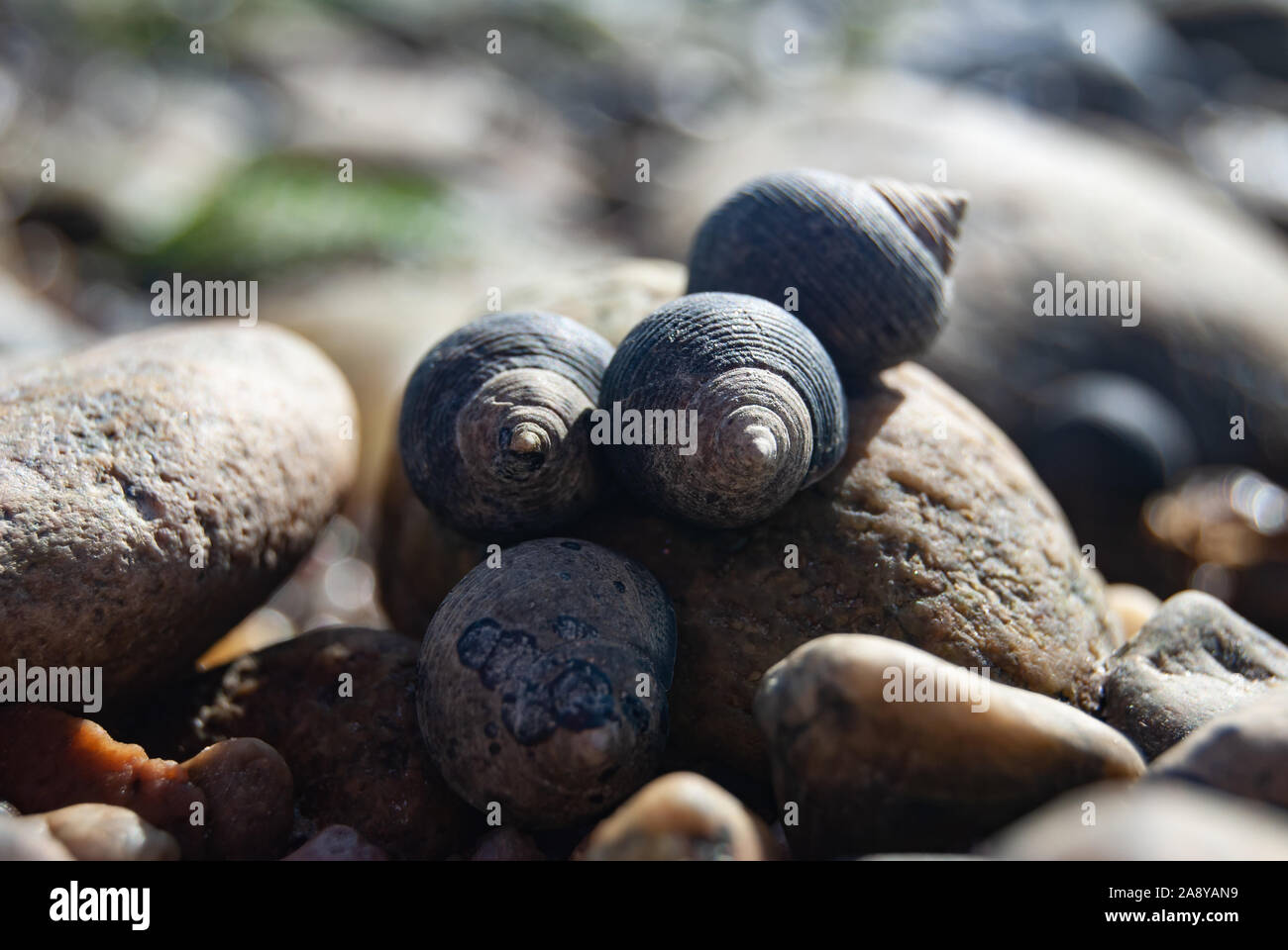 Four Snails Clumped on a Stone Together Stock Photo - Alamy
