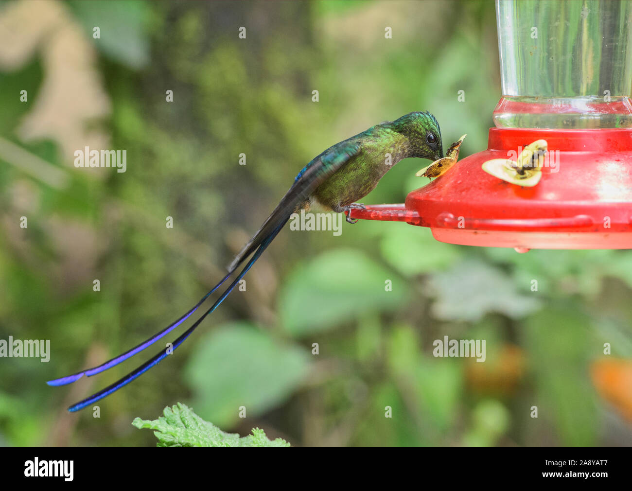 Male long tailed sylph hummingbird ecuador hi-res stock photography and ...