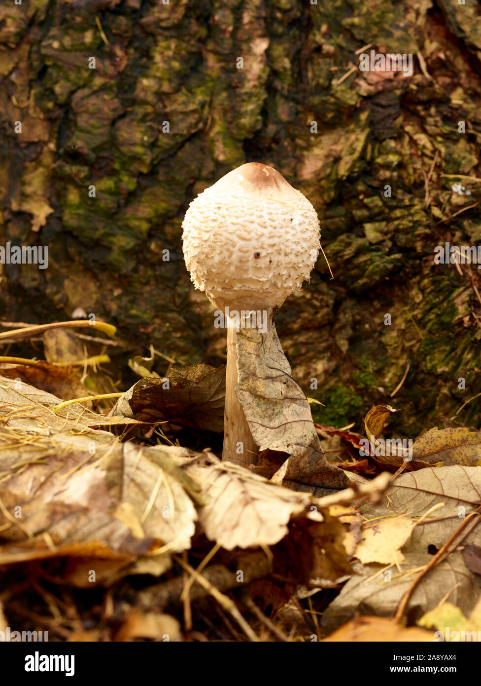 British woodland fungi amongst decaying vegetation, nature landscape ...