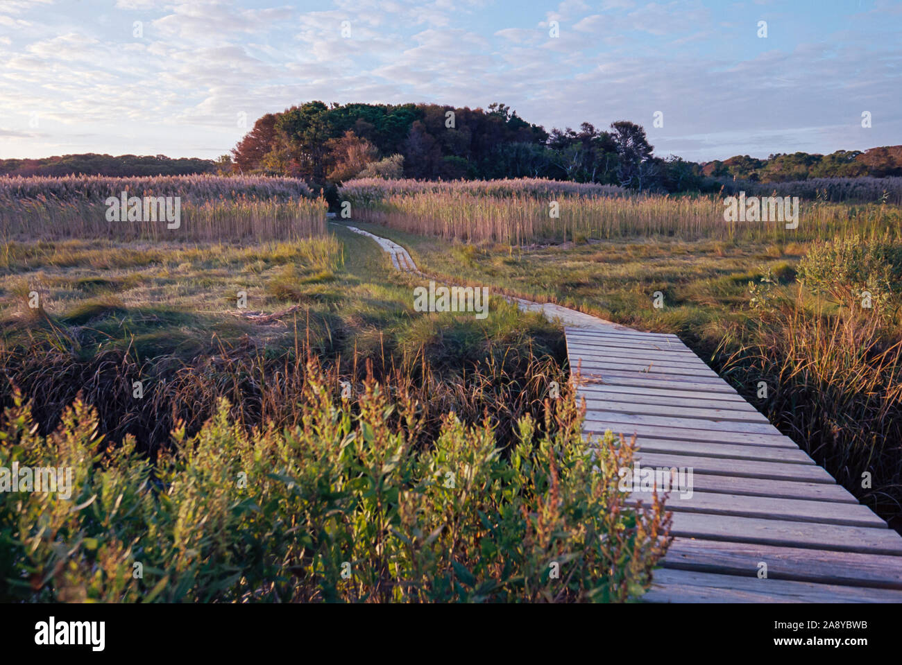 Wooden boardwalk through tall hi-res stock photography and images - Alamy