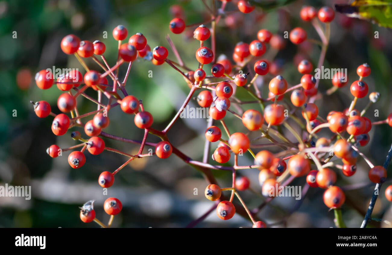 A clump of red berries in fall Stock Photo - Alamy
