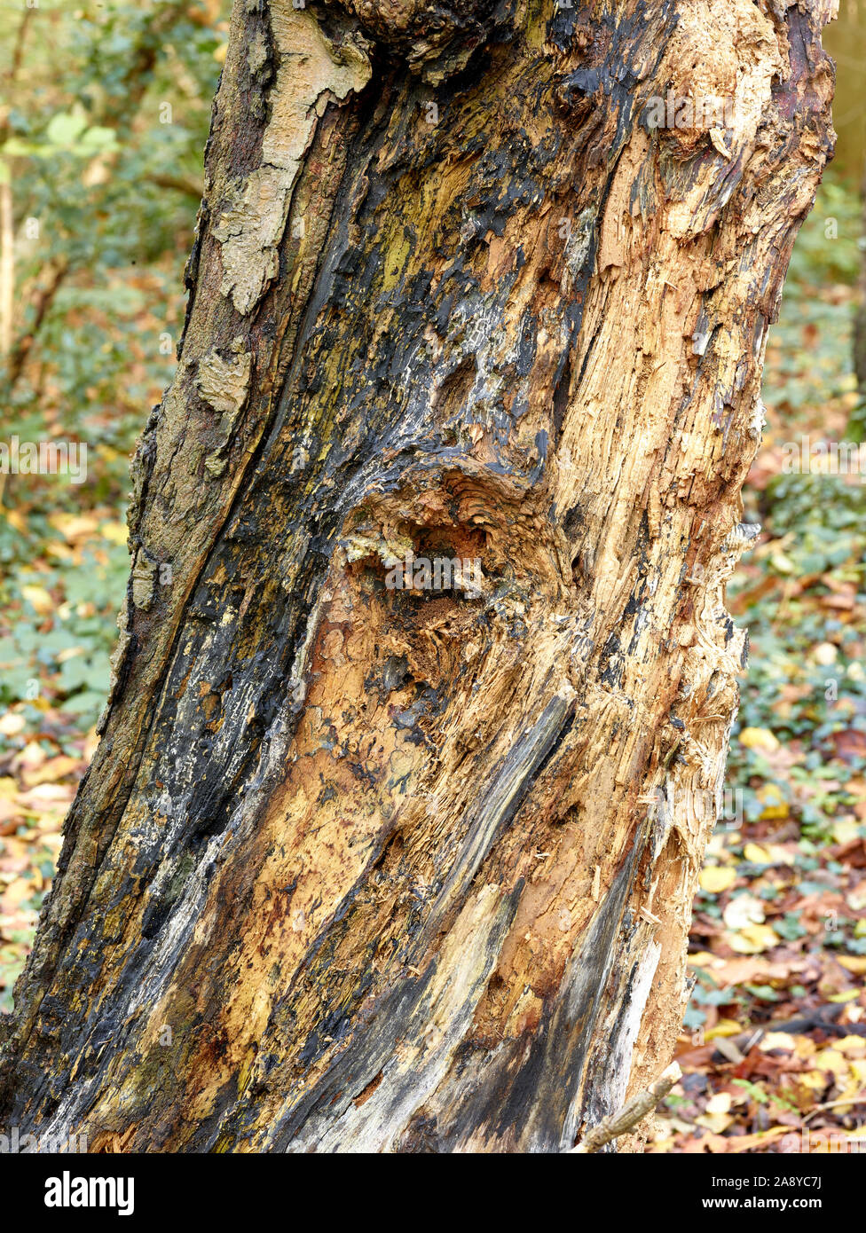Close up abstract of tree trunk showing patterns in decay Stock Photo ...