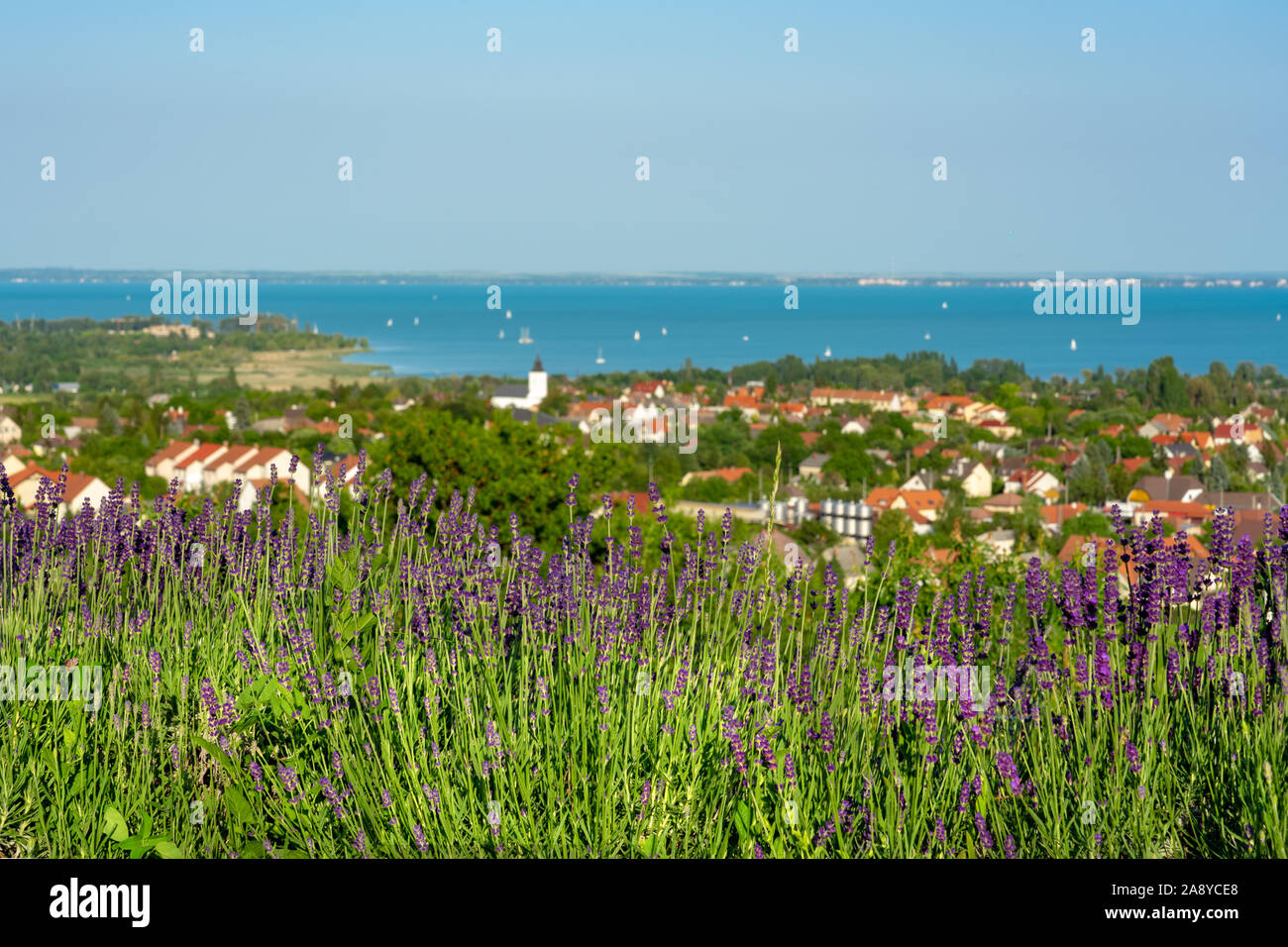 blooming lavender flower with blurry lake Balaton background Stock ...