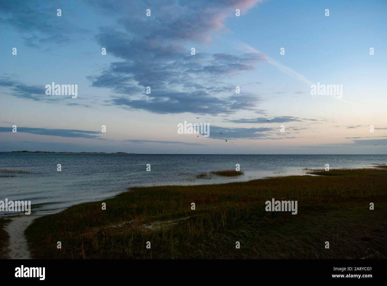 Cape cod beach grass hi-res stock photography and images - Alamy