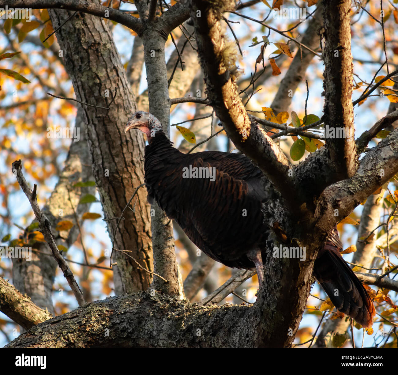 A Turkey Sits in a Tree at Dawn Stock Photo - Alamy