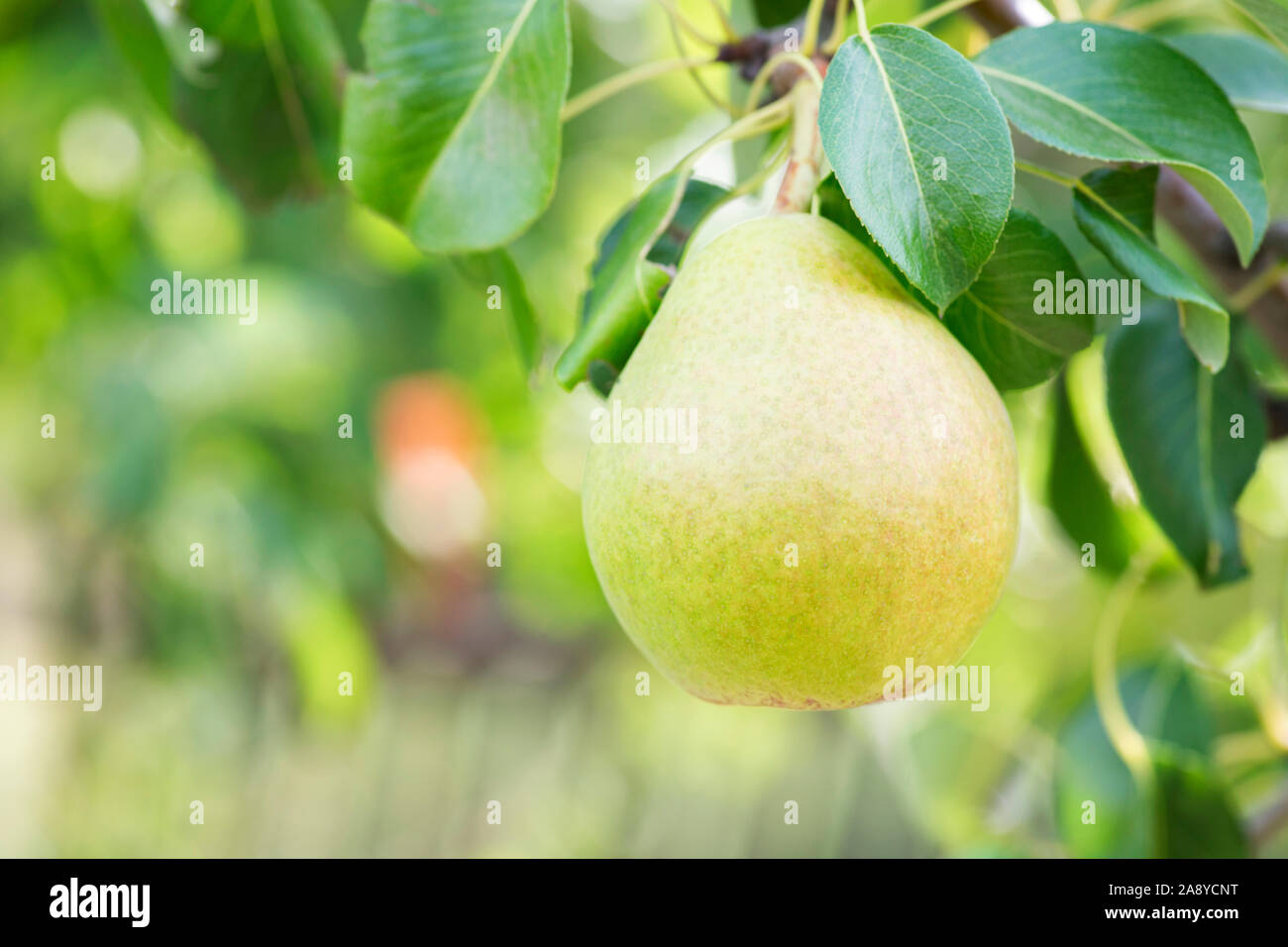 Organic Pears. Juicy flavorful pears of nature background. Pear on a ...
