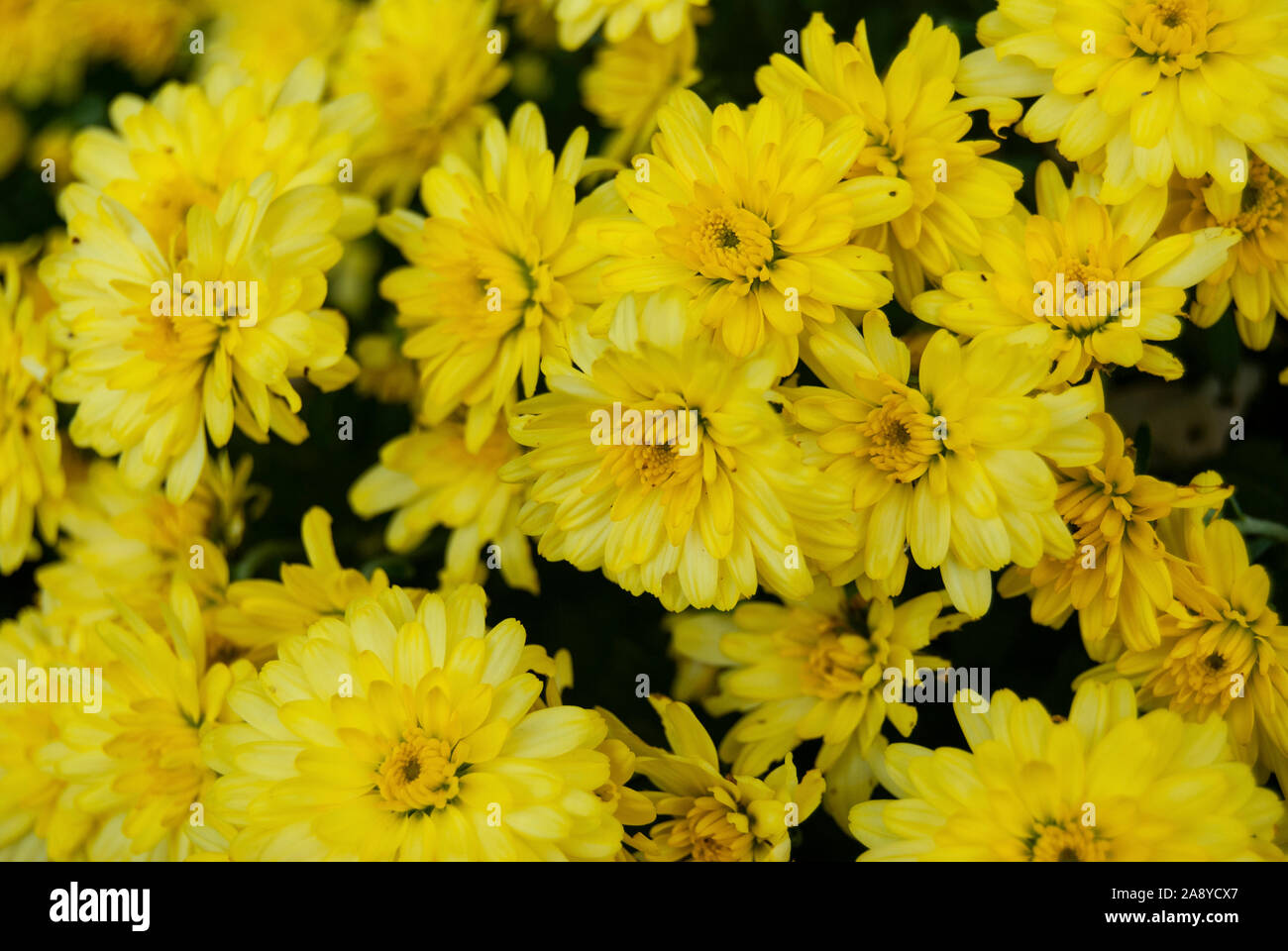 Bright Yellow Mums Falling off to Bokeh Stock Photo - Alamy