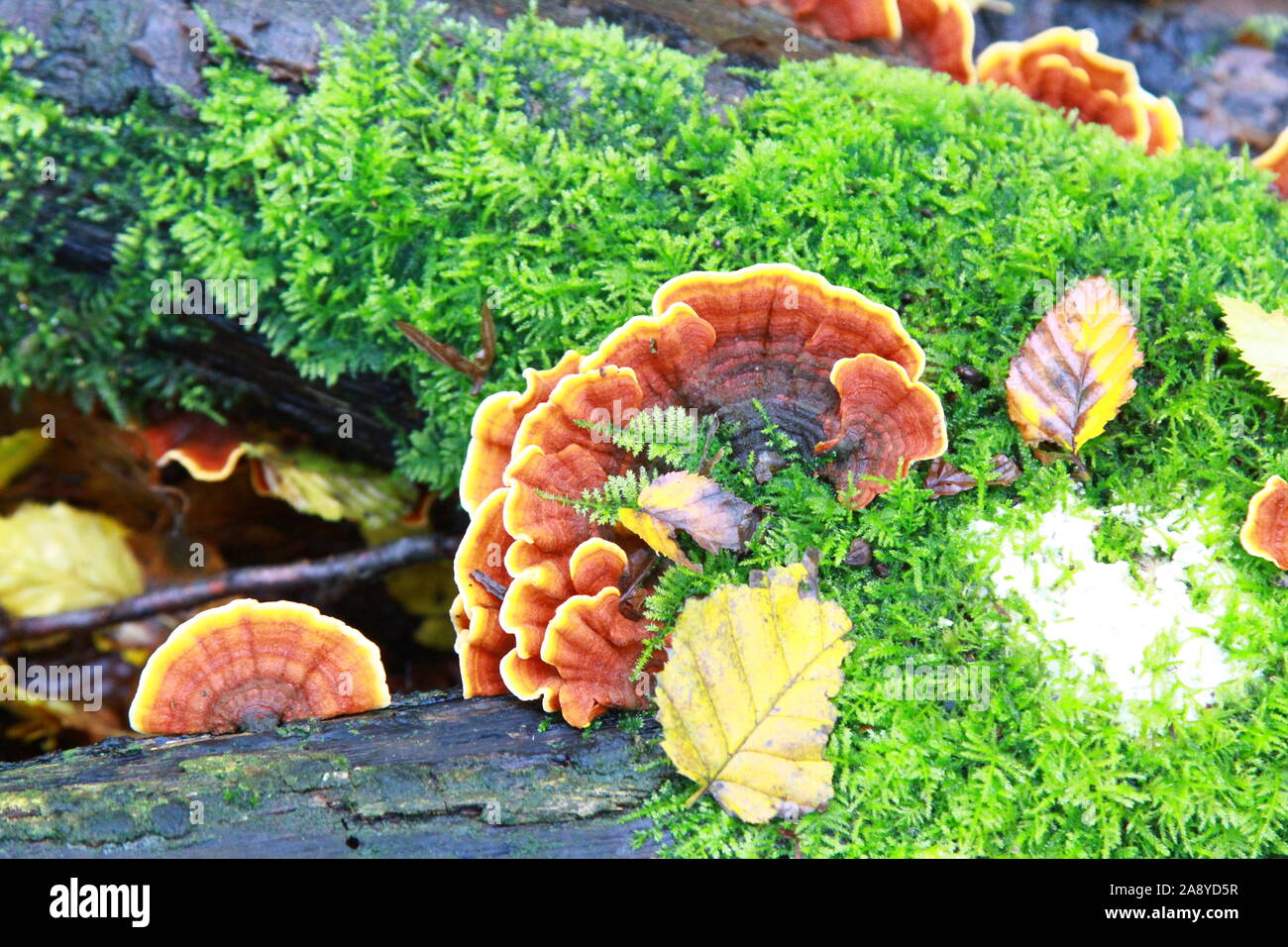 Kingdom Fungi Pictures And Names