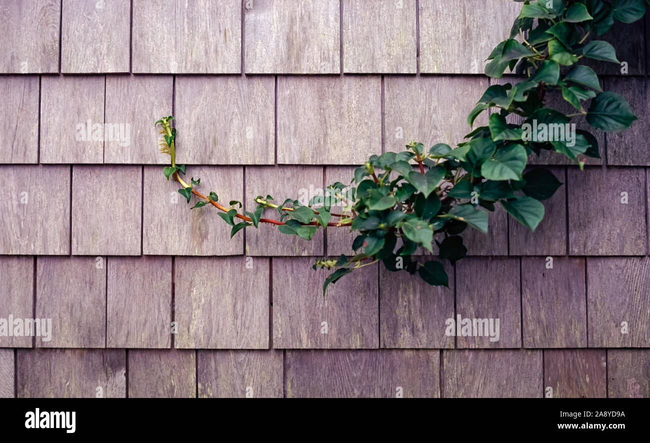 A Vine Snakes Along a Cedar Shingled Wall Stock Photo - Alamy