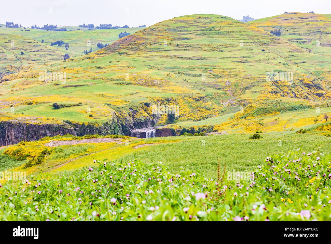 Ethiopia. Amhara. North Gondar. Small waterfall and wildflowers in the ...
